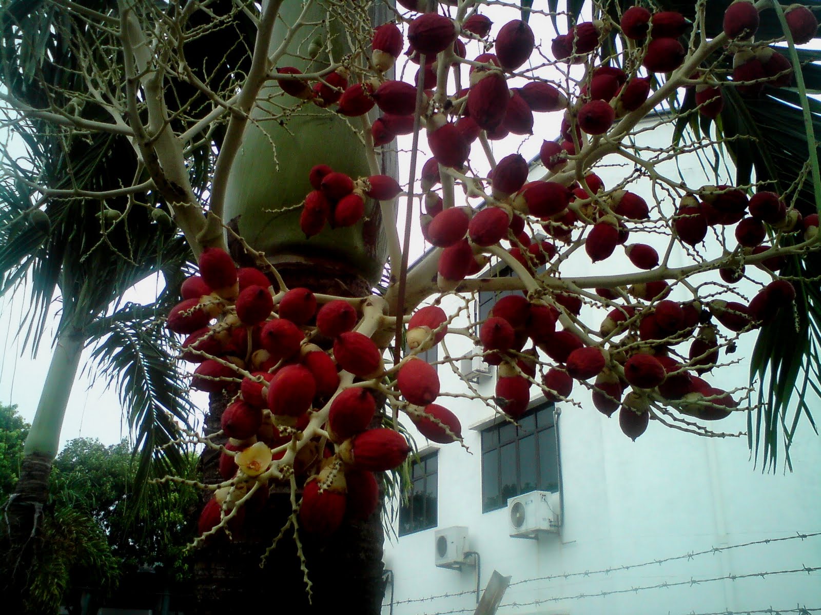 pokok herba,bunga, ulaman dan segala jenis tumbuhan: pokok pinang