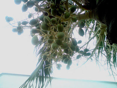 pokok herba,bunga, ulaman dan segala jenis tumbuhan: pokok pinang