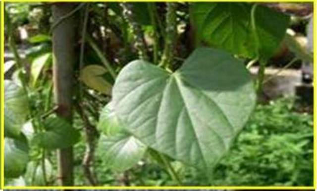 pokok herba,bunga, ulaman dan segala jenis tumbuhan: PATAWALI / AKAR ...