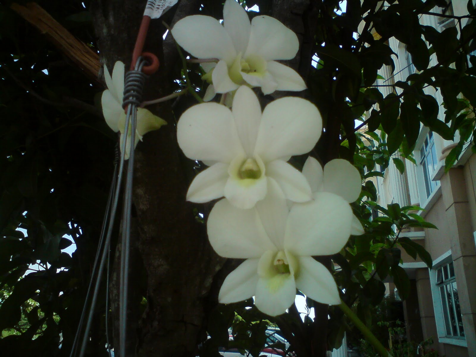 pokok herba,bunga, ulaman dan segala jenis tumbuhan: bunga orkid