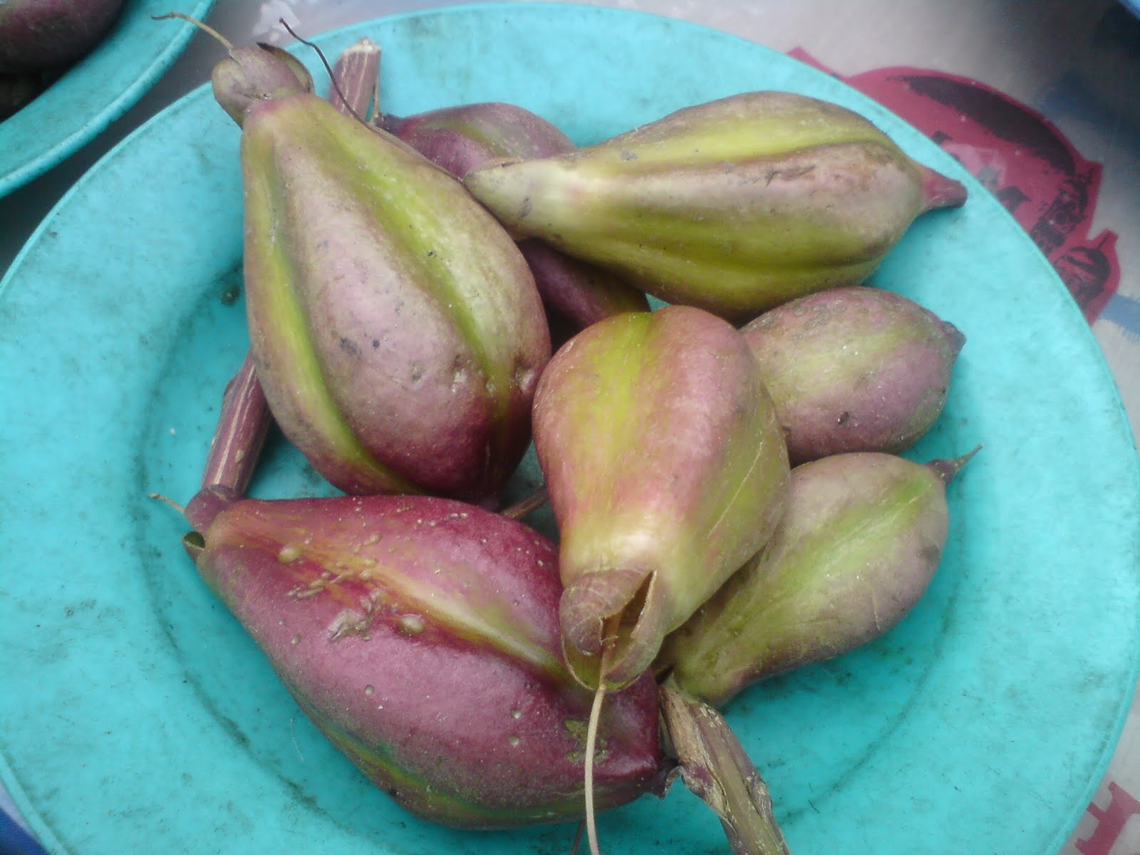 pokok herba,bunga, ulaman dan segala jenis tumbuhan: putat