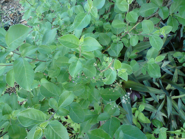 ADAT HIDUP MENEMPUH SUKA DAN DUKA: LEMUNI HITAM (Vitex trifolia).