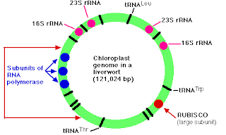Science and Evolution: July 2007