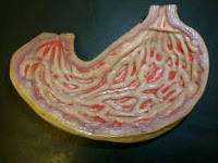 Biology 156: Digestive System and Nutrition Compendium Review