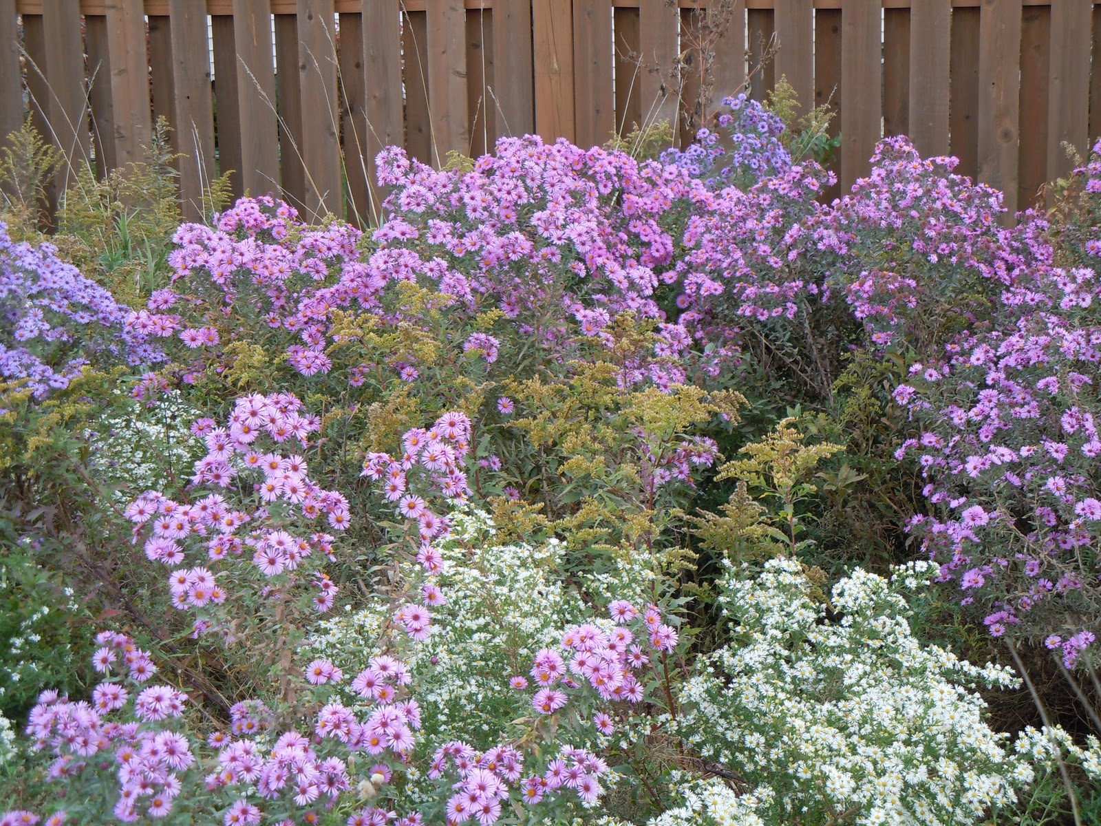 Minnesota Musings: Beautiful Fall Ground Cover