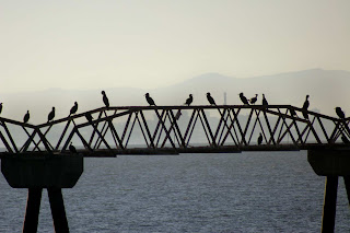 Rio Tejo - Água é Patrimónimo: Fauna do Rio tejo