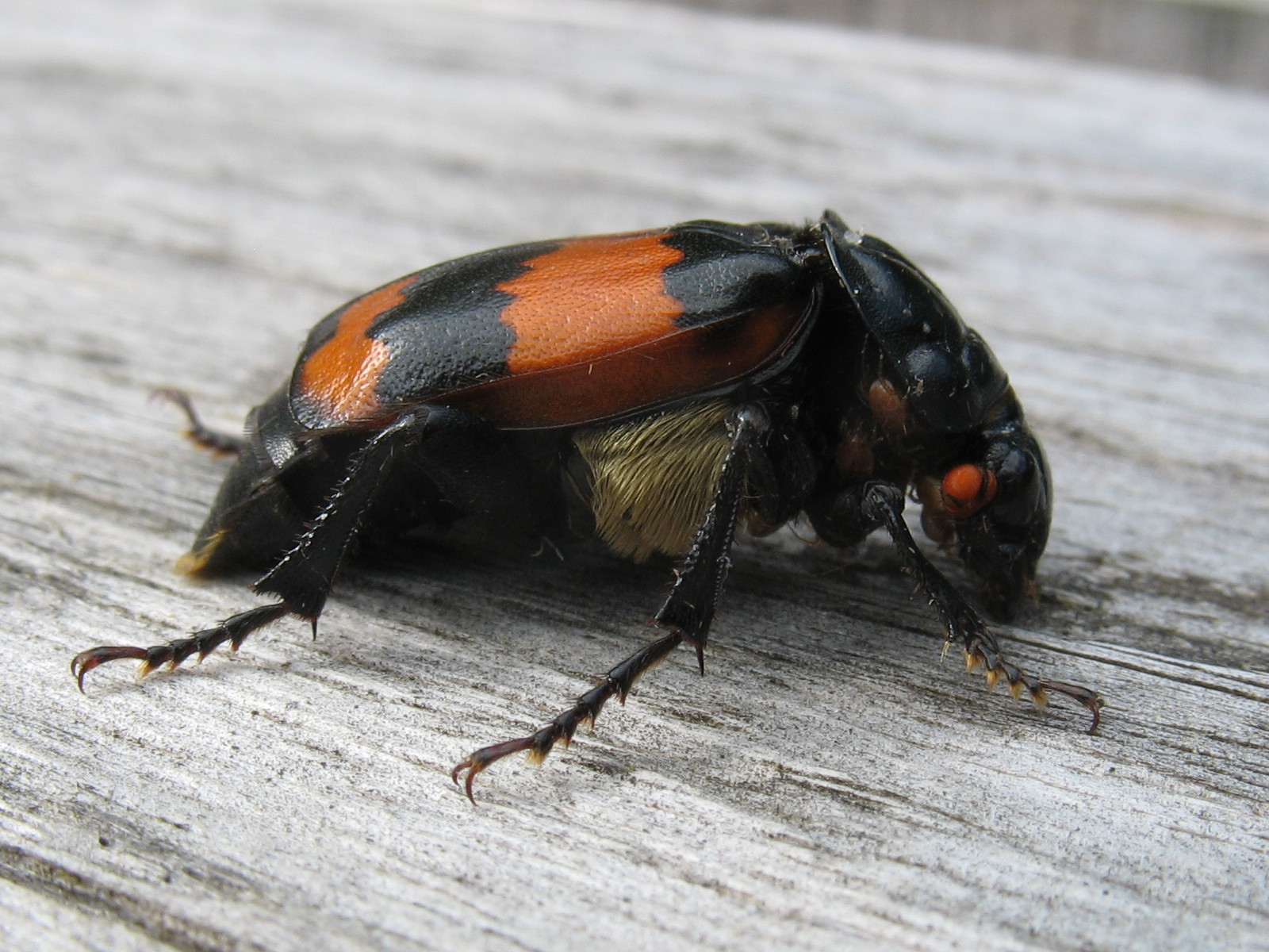 Blashford Lakes Wildlife Reserve: September 2010