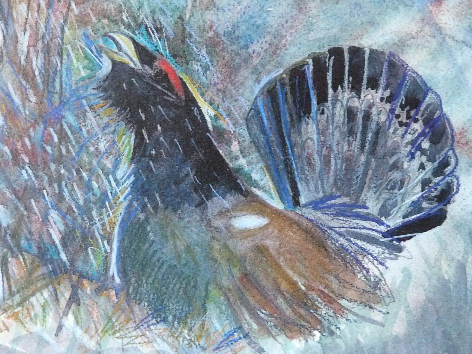 il nostro nord del mondo: Il gallo cedrone, metso in finlandese