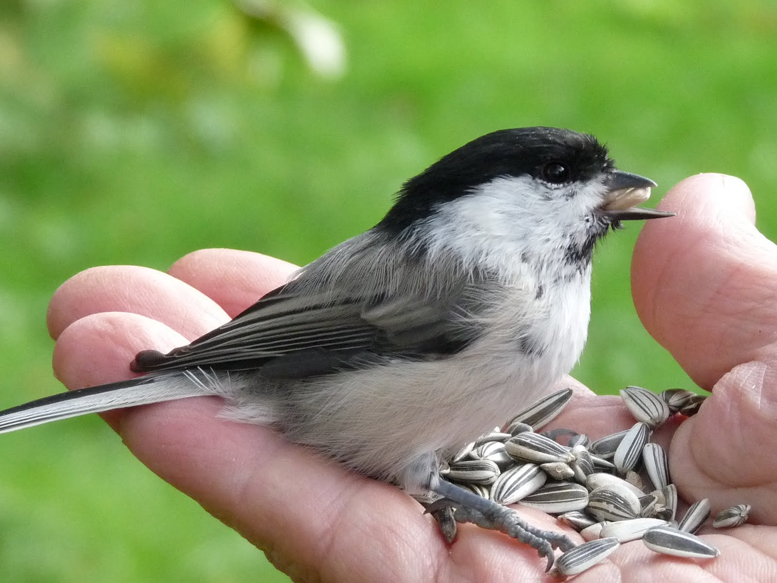 il nostro nord del mondo: Le cince bigie alpestri