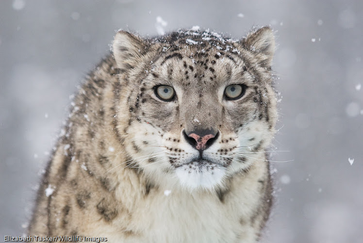 Project Snow Leopard (For Educational Purpose Only)