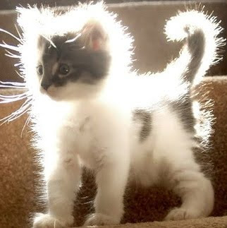 Static Electricity Cat