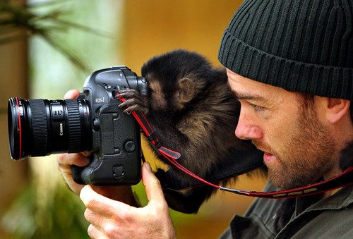 GET A LIFE NOW: Monkey Business: Monkey selfie sparks copyright battle