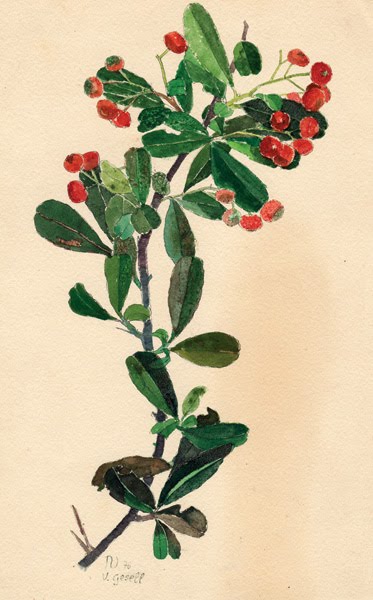 Galeria Mar Dulce: Herencia de Raoul Veroni