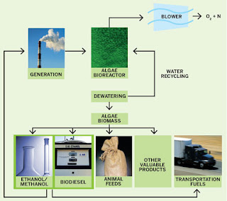 NewEnergyNews: ALGAE: FUTURE FUEL
