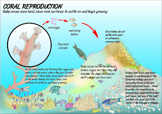 Reproduction and Development