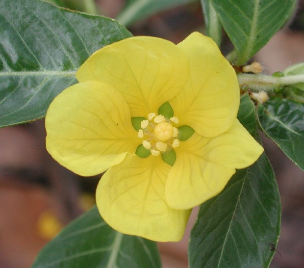 The PondPlant Girl's Blog: Cure Water Garden Algae ~ 6 Must Have Plants