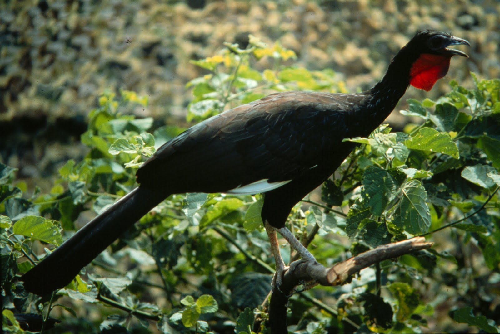 Reserva Nacional de Tumbes: "Un paraíso inimaginable en Tumbes": Pava ...