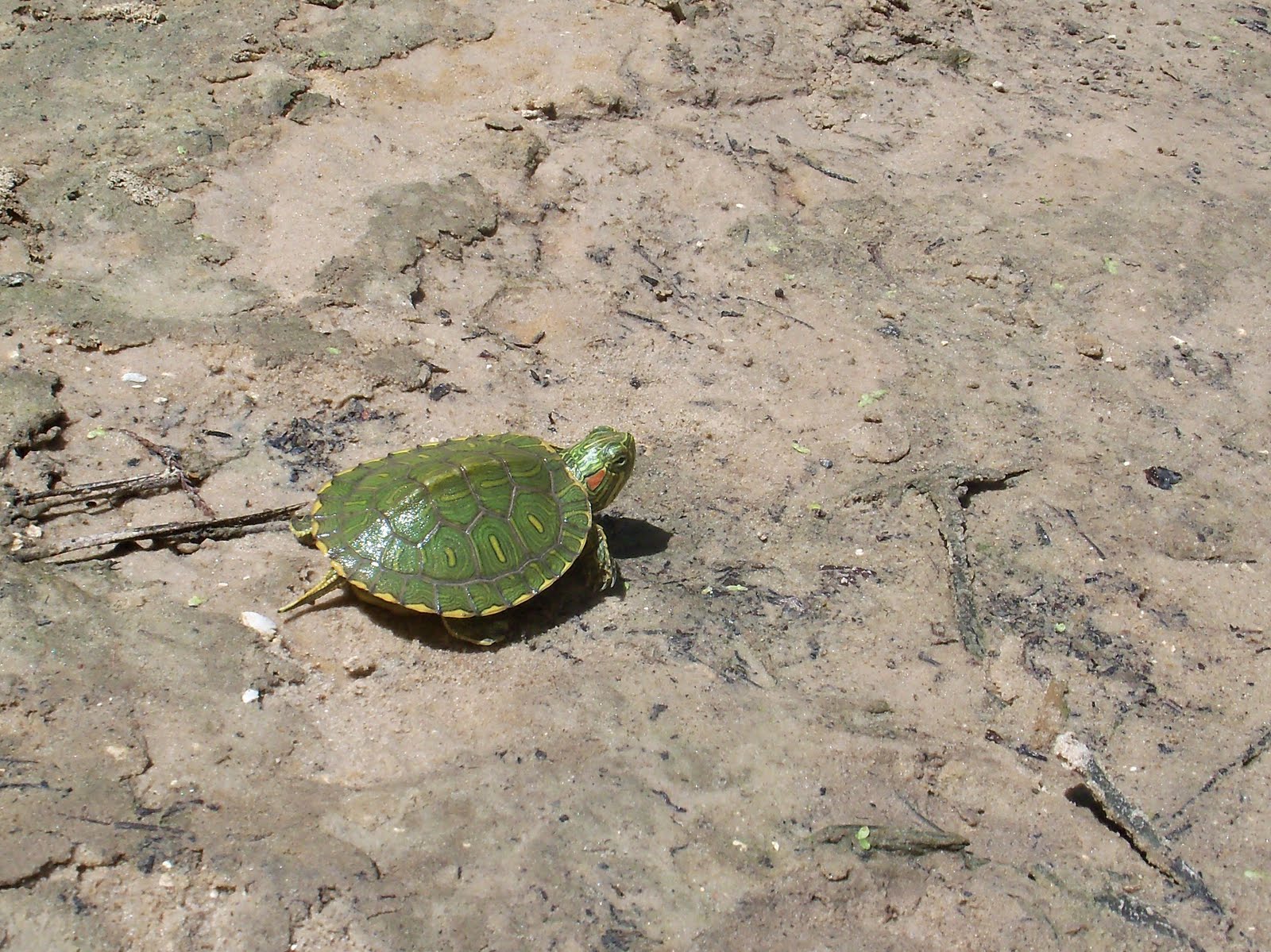 Angie Kay Dilmore: Baby Turtle Finds a Home