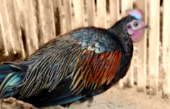 exwonogiri: AYAM ALAS