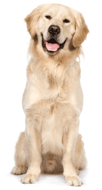 K9 Paws for Thought: Role Reversal and Self Handicapping in Play