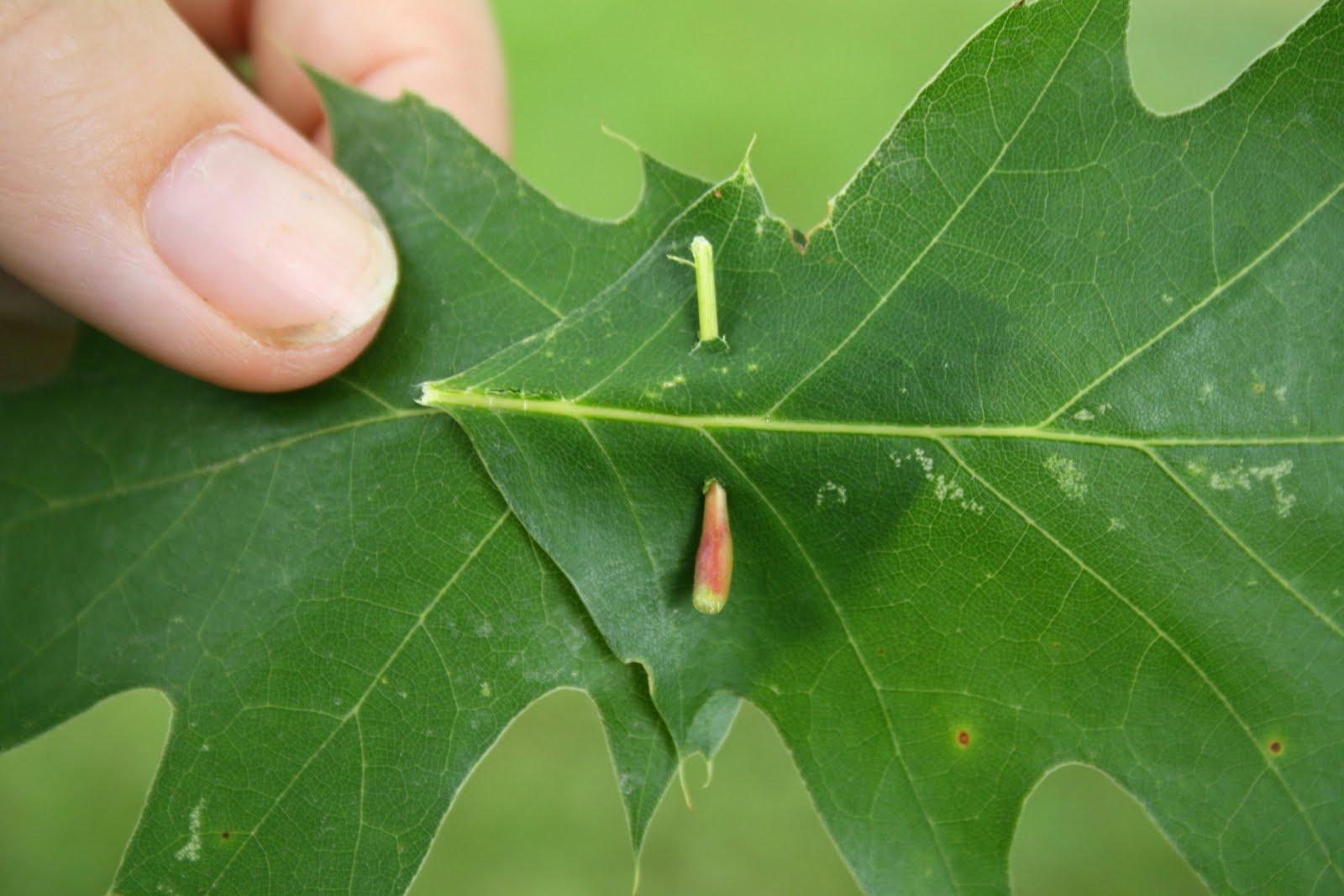 Twig and Toadstool: Leaf Crowns!