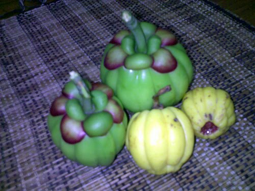 My Travellogue: Asam Gelugur or Asam Keping in Malay (Garcinia Atroviridis)