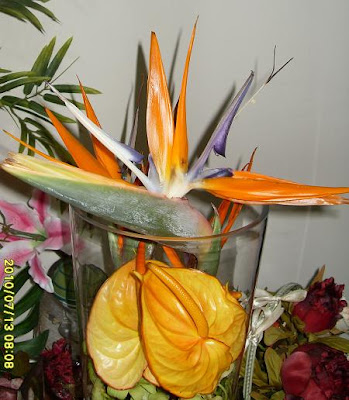 My Travellogue: Birds of Paradise / Bunga Burung Cenderawasih Palsu