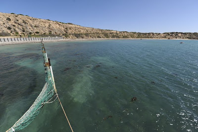 Harvie's Adventures: cactus Beach S.A.
