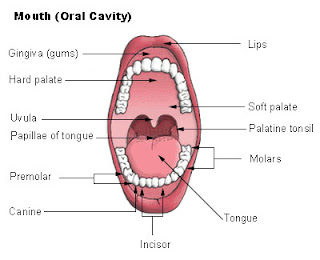 Science: Human Digestive System