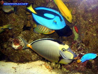 Paixão por Aquário: PEIXE CIRURGIÃO DE LINHAS - Acanthurus lineatus