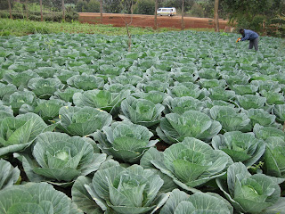 How To Grow Cabbage | Agropreneur Zimbabwe