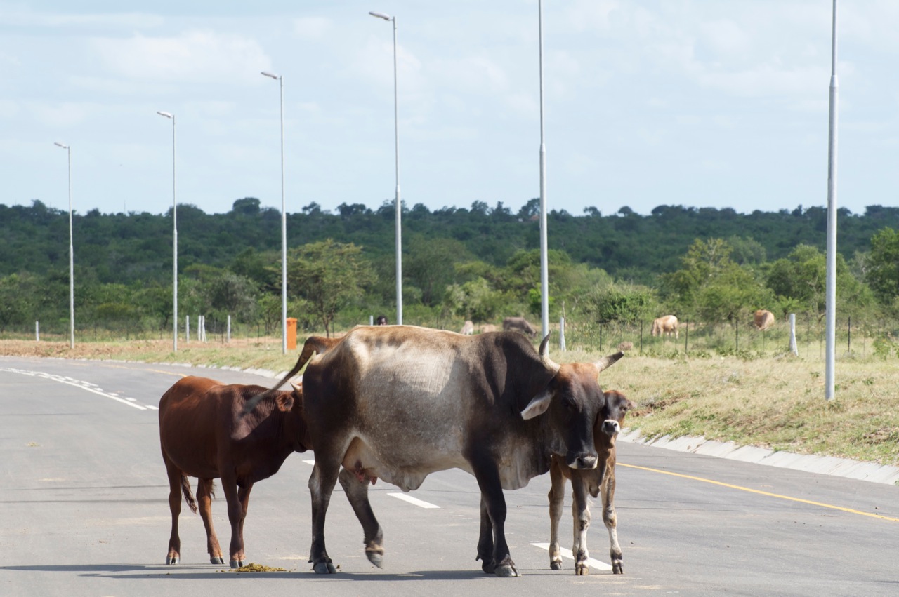 Swazi Media Commentary: KING'S AIRPORT - EXCLUSIVE PHOTO