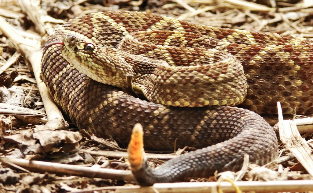 Ofidios Argentinos: Cuando suena el cascabel