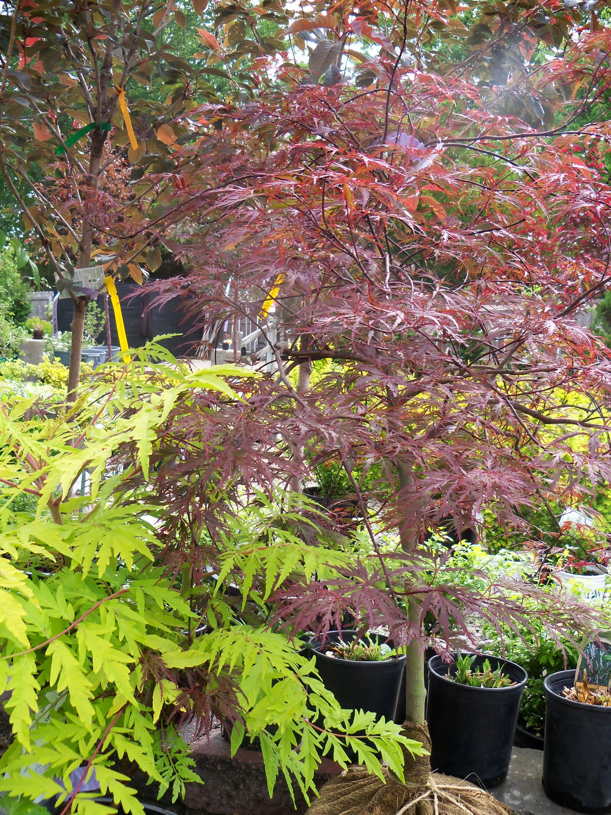 FAMILY TREE NURSERY
