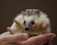 A Hedgehog Life: Hog Sling