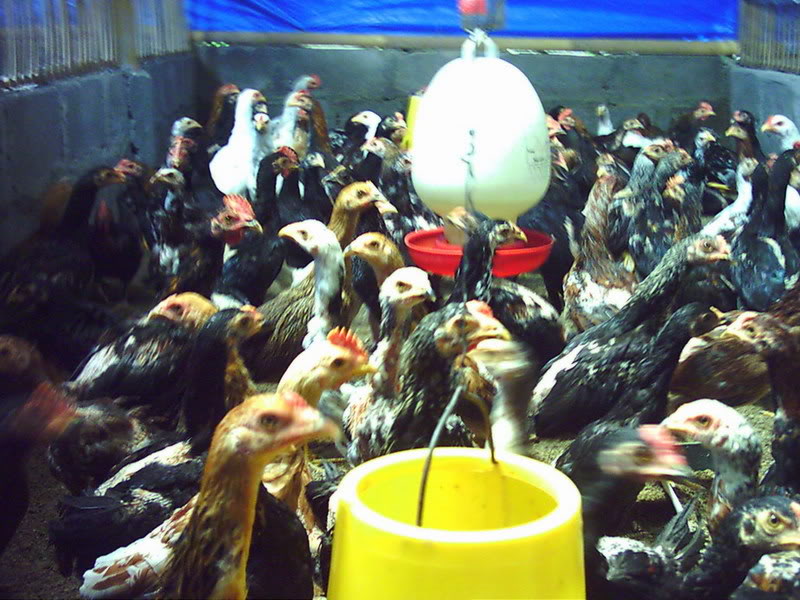 Budidaya dan Ternak: Ternak Ayam Kampung