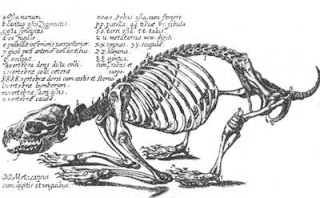 I LOVE MY HEDGEHOG: Hedgehog Skeleton
