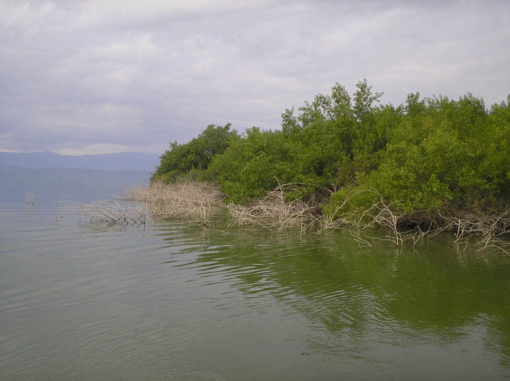 Bosque de Manglar: Bosques de Manglar