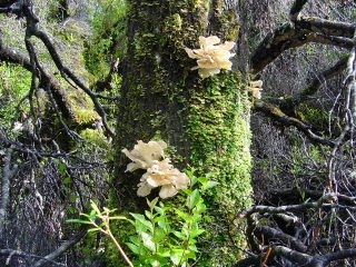 Diario Virtual Luiseeses Experto en estadisticas deportivas en general ...