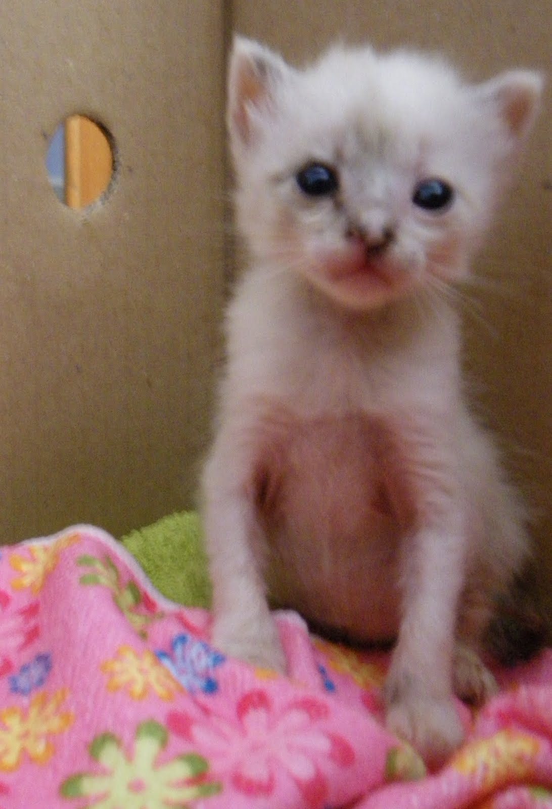 Itzi, a tu cuarto castigada: MiS mINi MinI GaTitOs