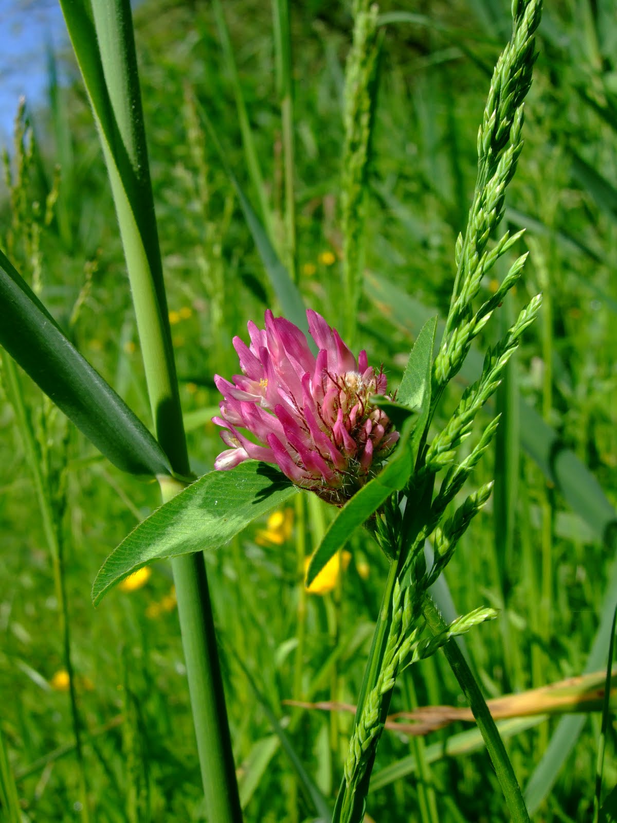 Elisawashere...: Rode klaver