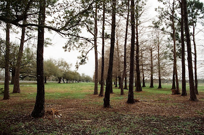 angels and people, life in New Orleans: March 2010
