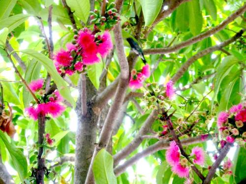 ARBOLES DE NEIVA: pomorroso