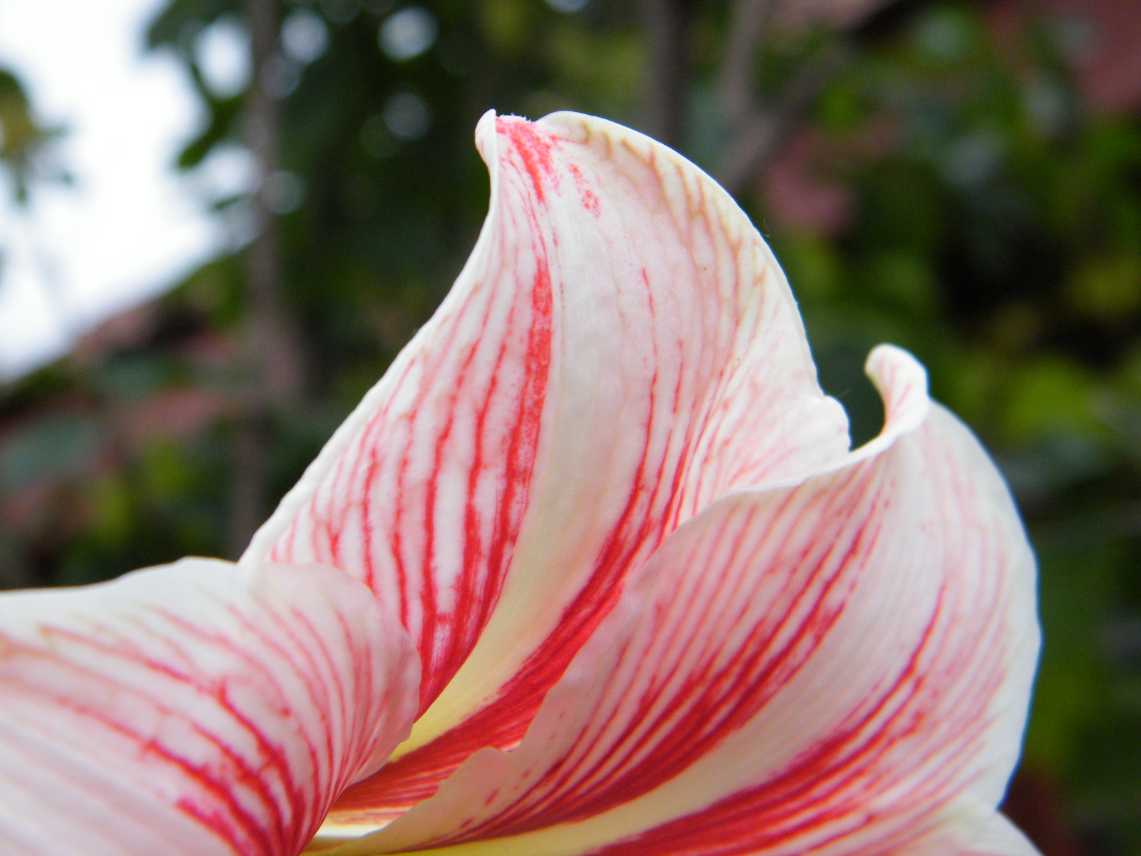 @ADRIAN@: puzle :crin regal