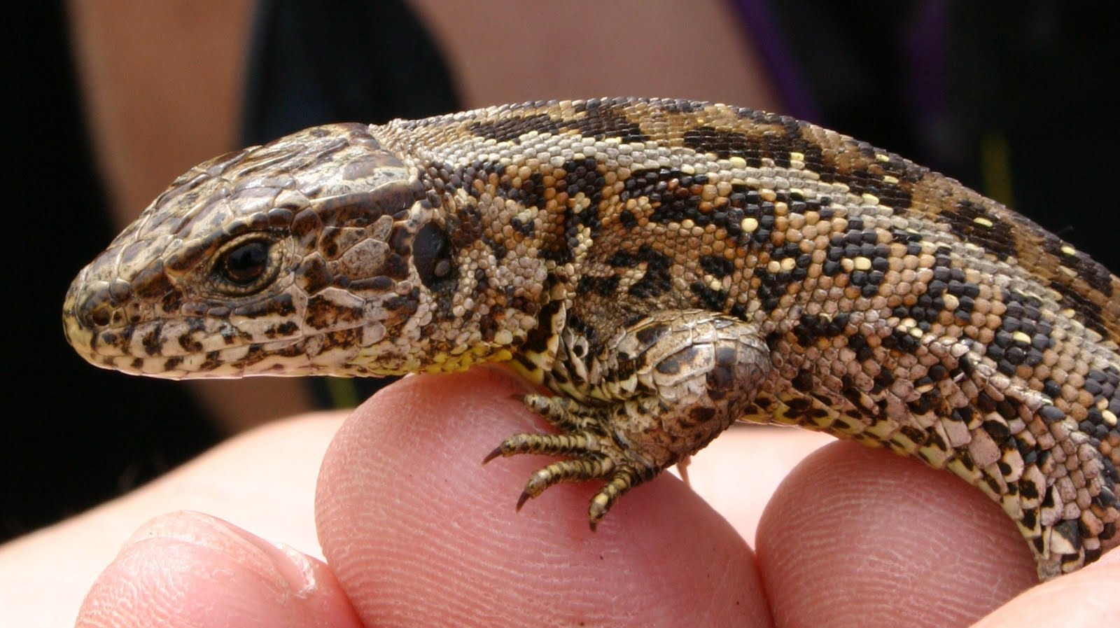 4 go mad in Dorset!? Sand Lizard,Lesser Butterfly Orchid and Bog Orchid ...