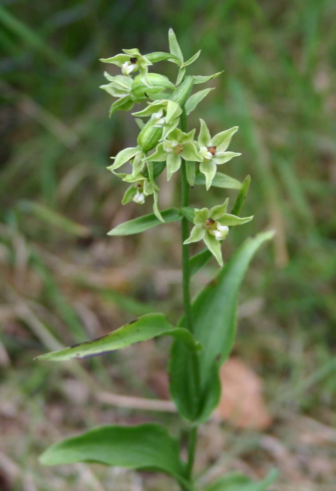 Epipactis