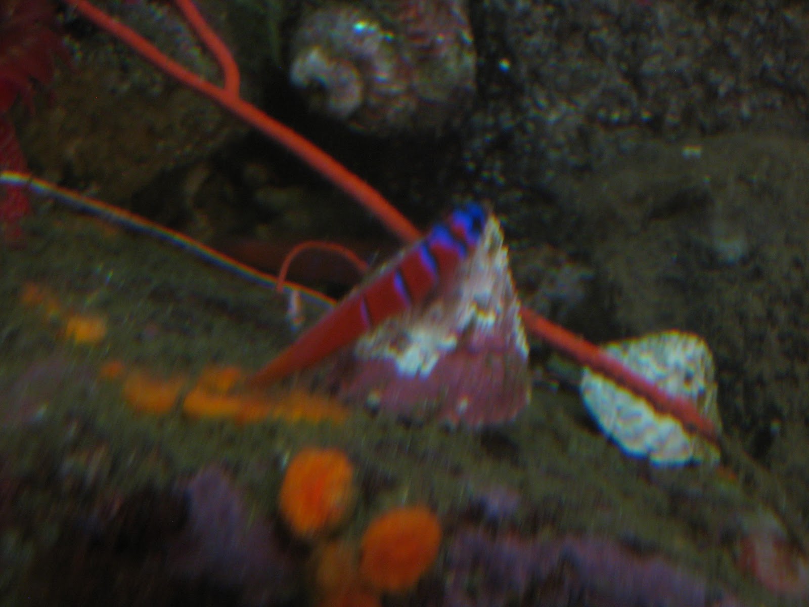 Marine Biology Project: The Kelp Forest Ecosystem