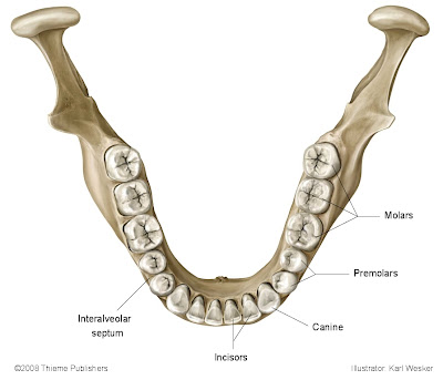 USC DELTA DELTA SIGMA