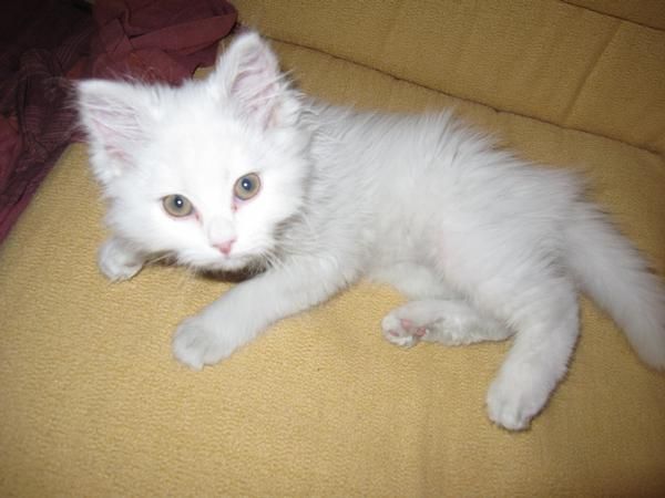Gatitos angora bebés - Imagui
