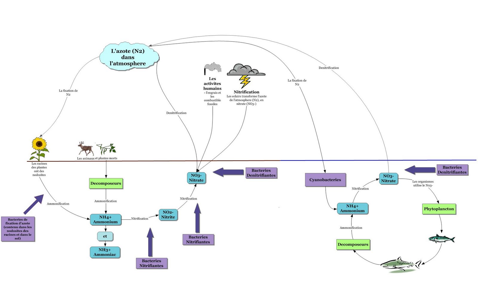 Troupeau Bio: Le cycle de l'azote- un réseau conceptuel
